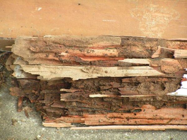 Termite Inspection - Home Inspections by US Inspect