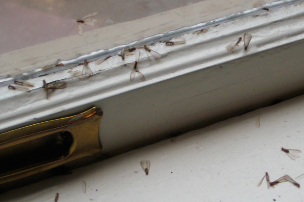 Termites - Your Quiet Natural Disaster - Home Inspections by US Inspect